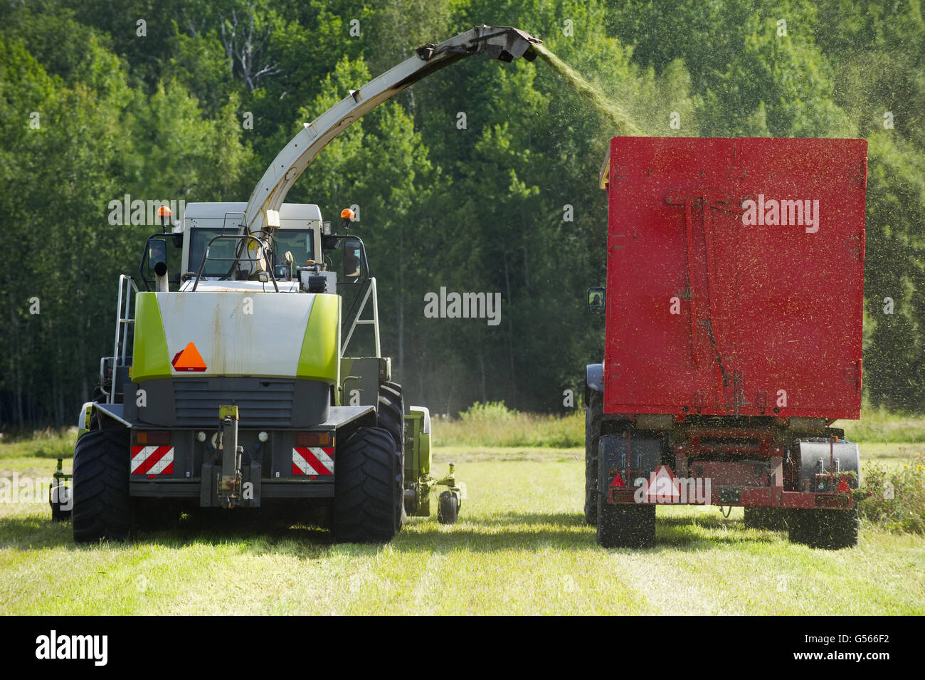 Claas Jaguar 850 forage harvester, cutting grass for silage and loading ...