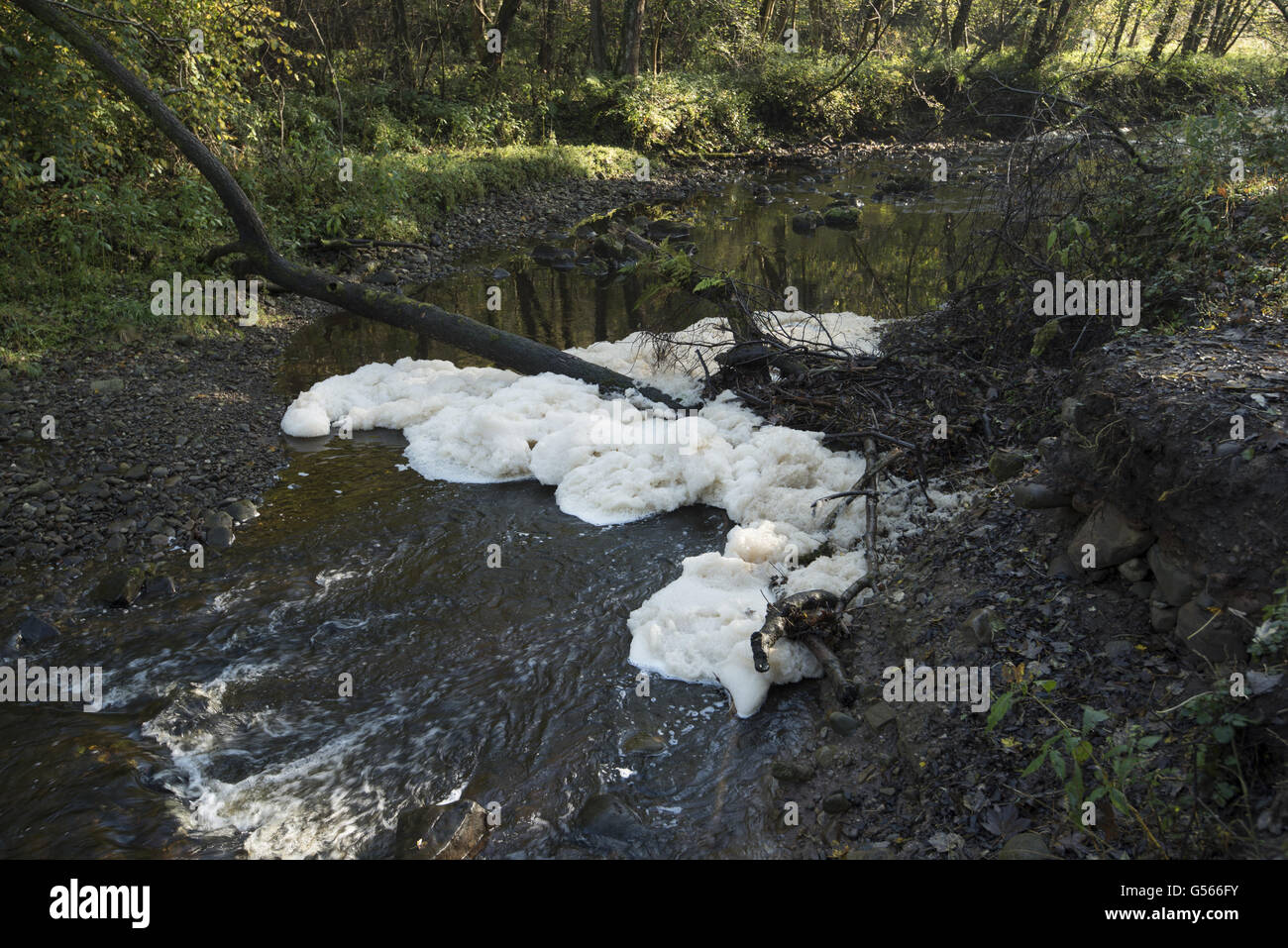 Foam lines, accumulation of foam in stream, Winsnape Brook, Brock ...