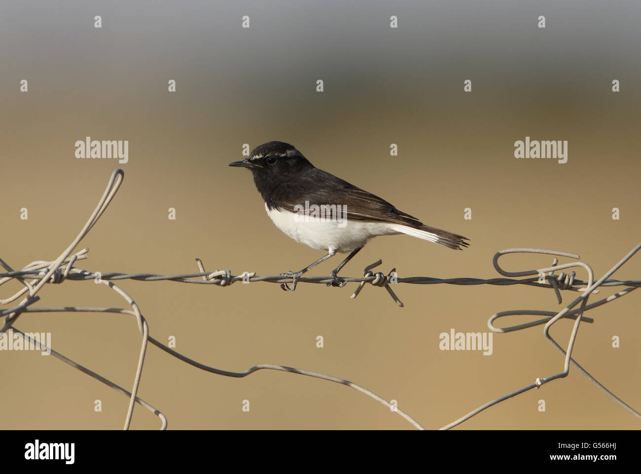 Variable Wheatear (Oenanthe picata) first winter male, moulting into ...