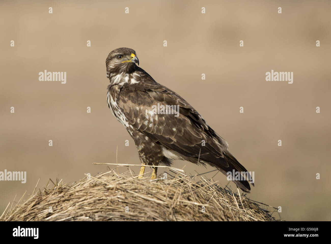 Common Buzzard (Buteo buteo) juvenile, standing on straw bale ...