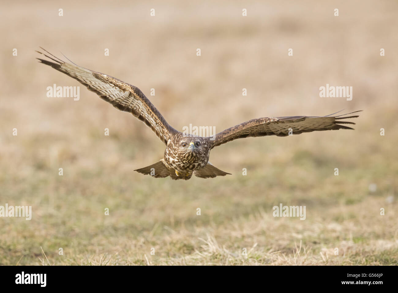 Juvenile buzzards hi-res stock photography and images - Alamy