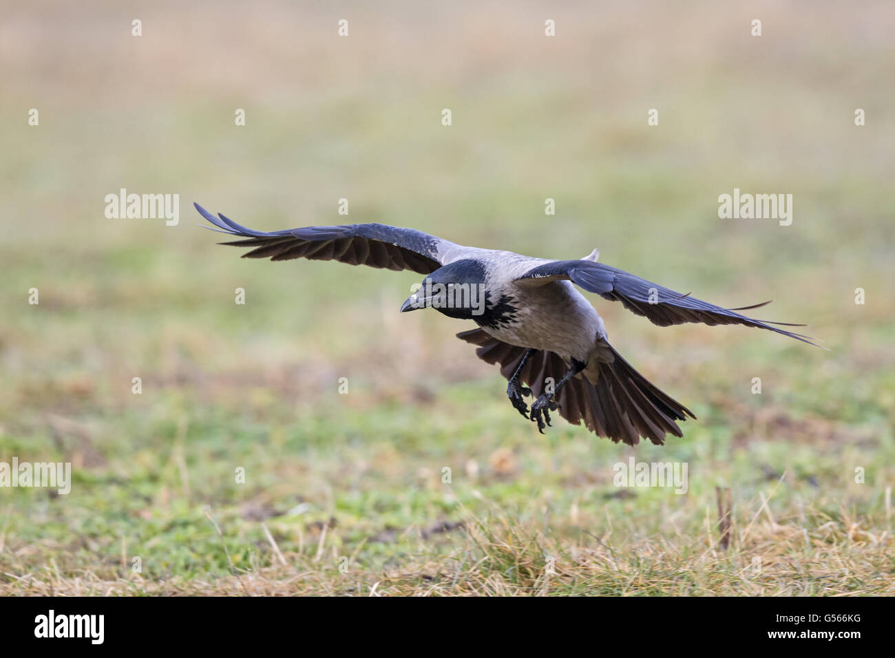 Hooded Crow (Corvus cornix) adult, in flight, low over ground ...