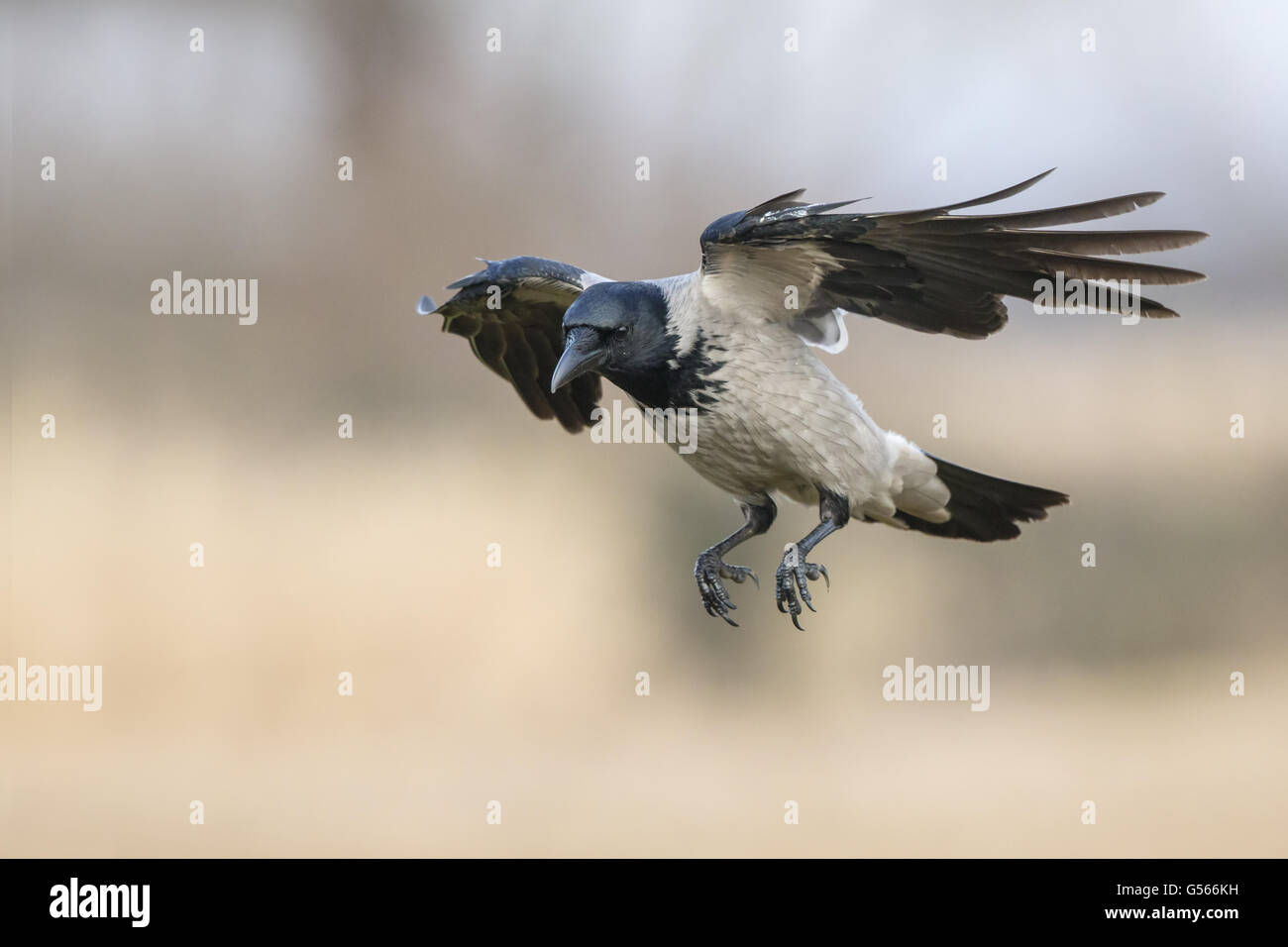 Hooded Crow (Corvus cornix) adult, in flight, Hortobagy N.P., Hungary ...