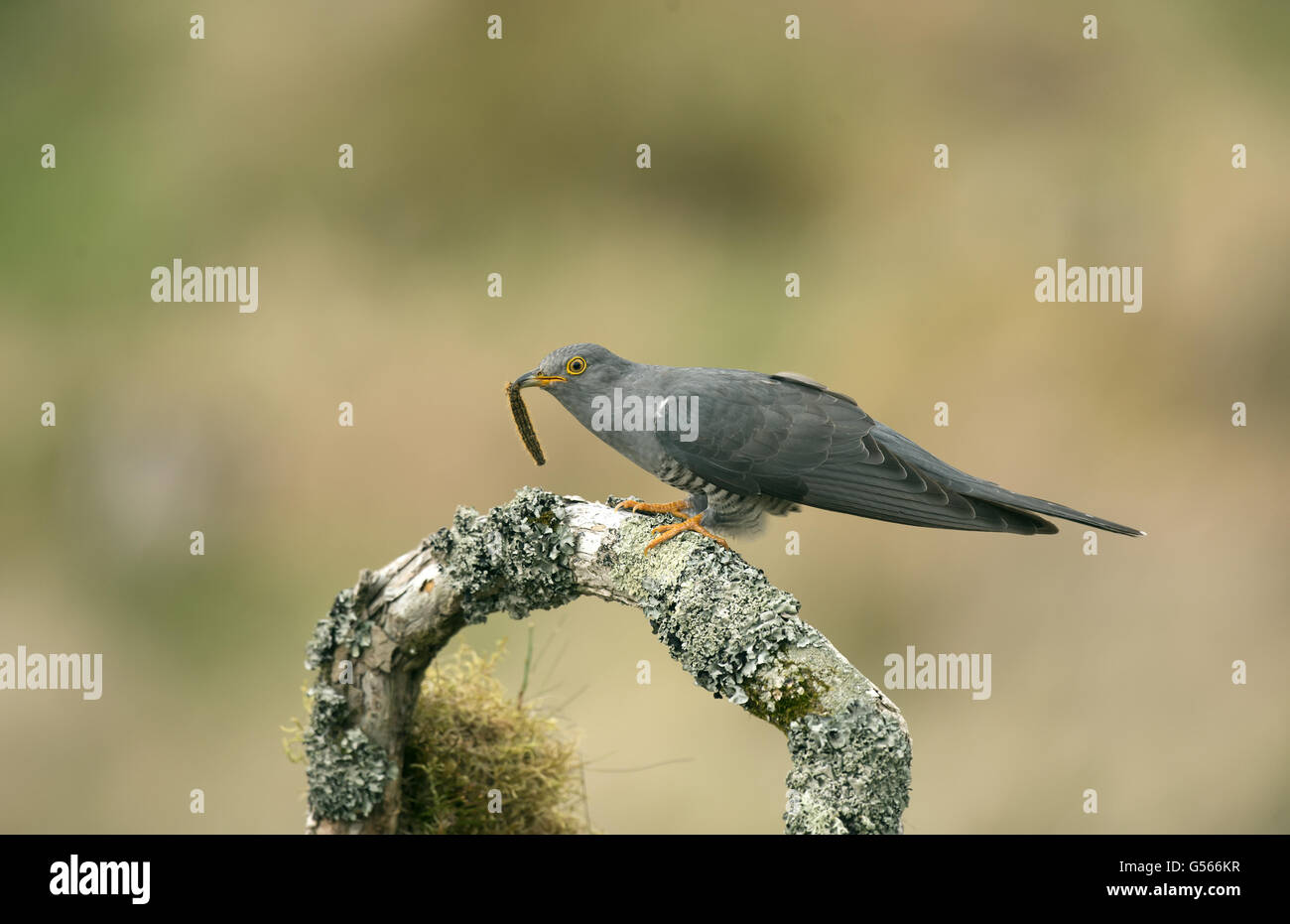 Common Cuckoo (Cuculus canorus) adult male, with caterpillar prey in ...