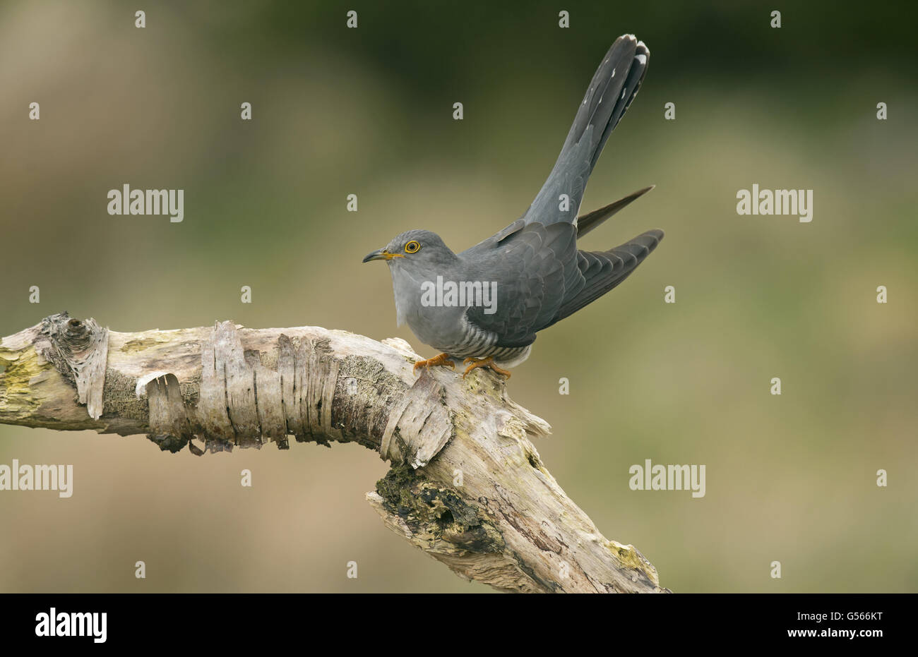 Common Cuckoo (Cuculus canorus) adult male, perched on branch, Scotland ...