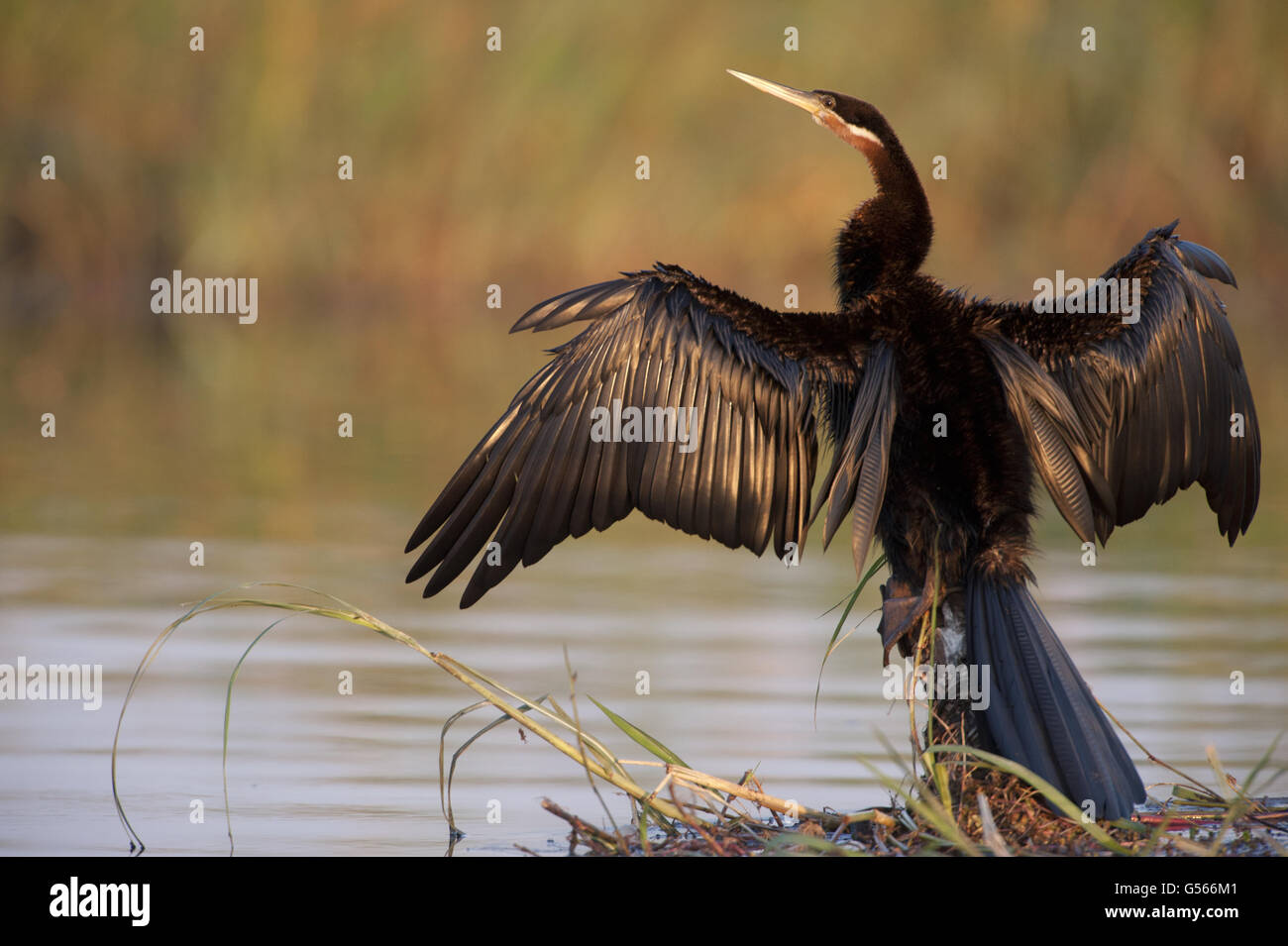 African Darter (Anhinga rufa) adult male, drying wings, Chobe River ...