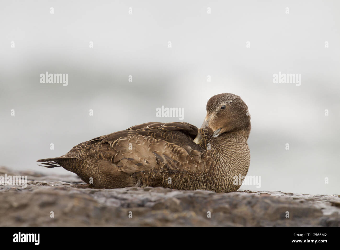 Common Eider (Somateria mollissima) adult female, preening, sitting on ...