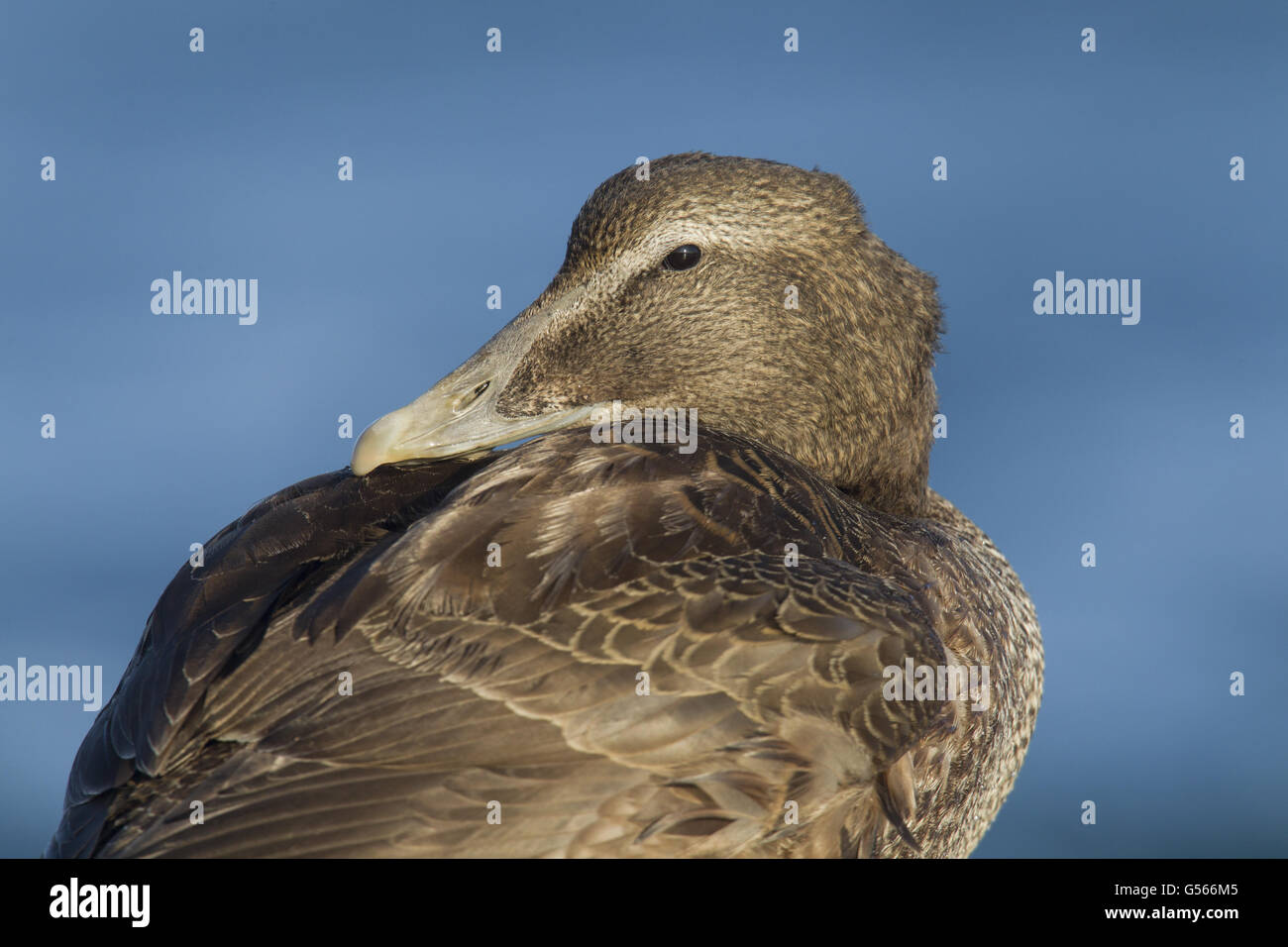 Eider britain hi-res stock photography and images - Alamy