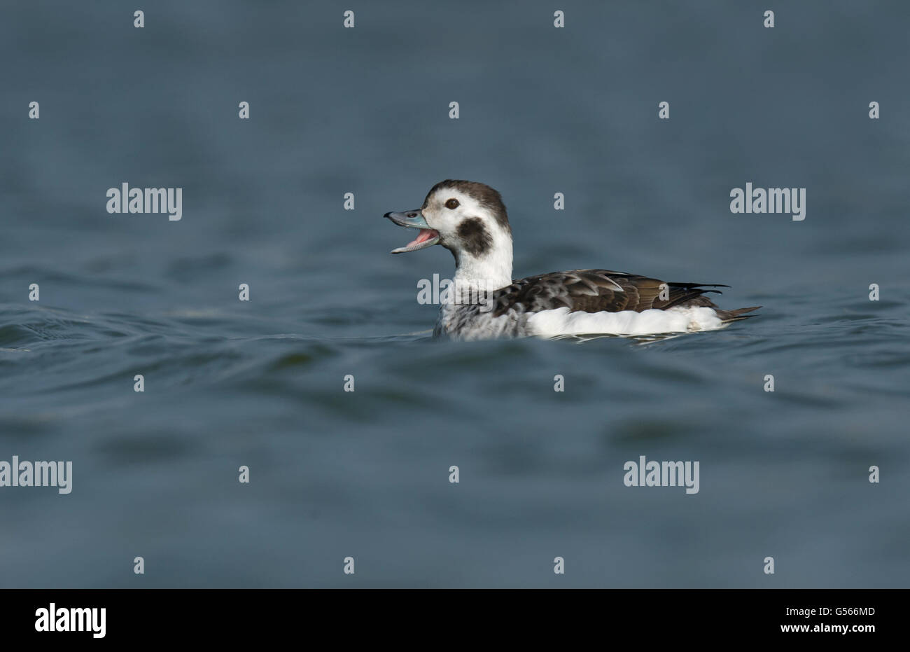 Long-tailed Duck (Clangula hyemalis) immature, first winter plumage ...