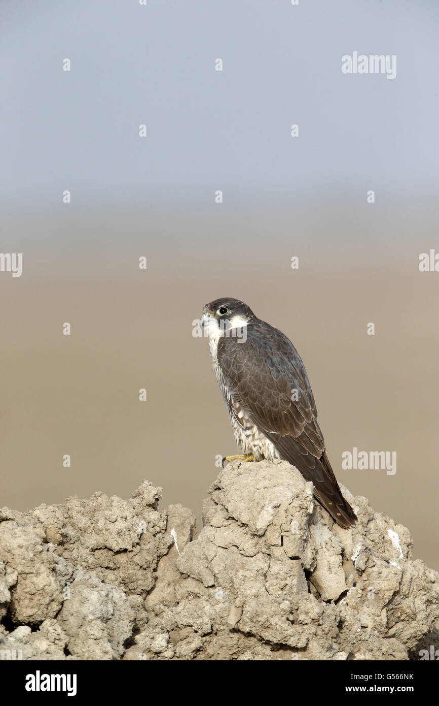 Indian peregrine falcon hi-res stock photography and images - Alamy