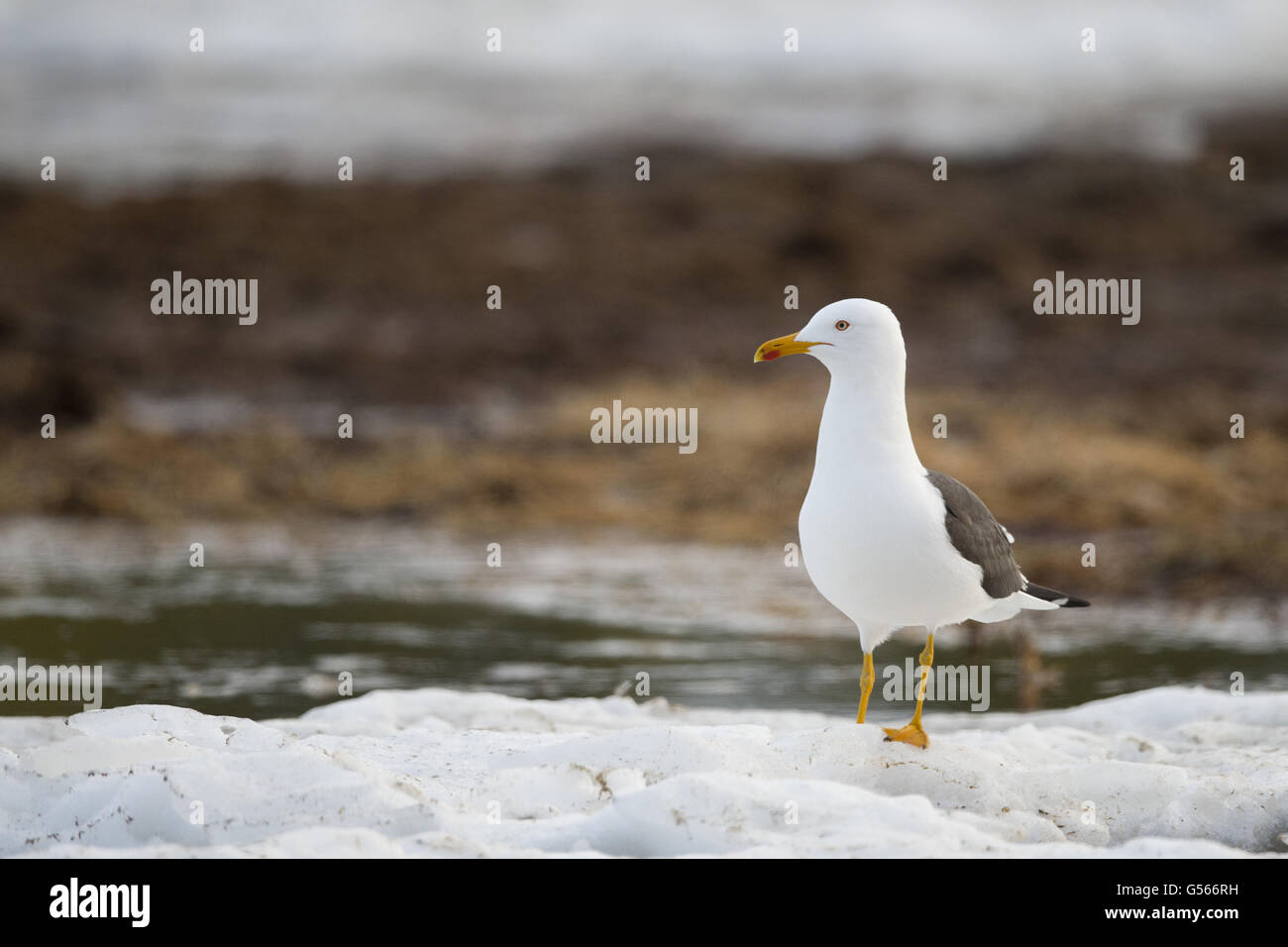 Baltic subspecies hi-res stock photography and images - Alamy