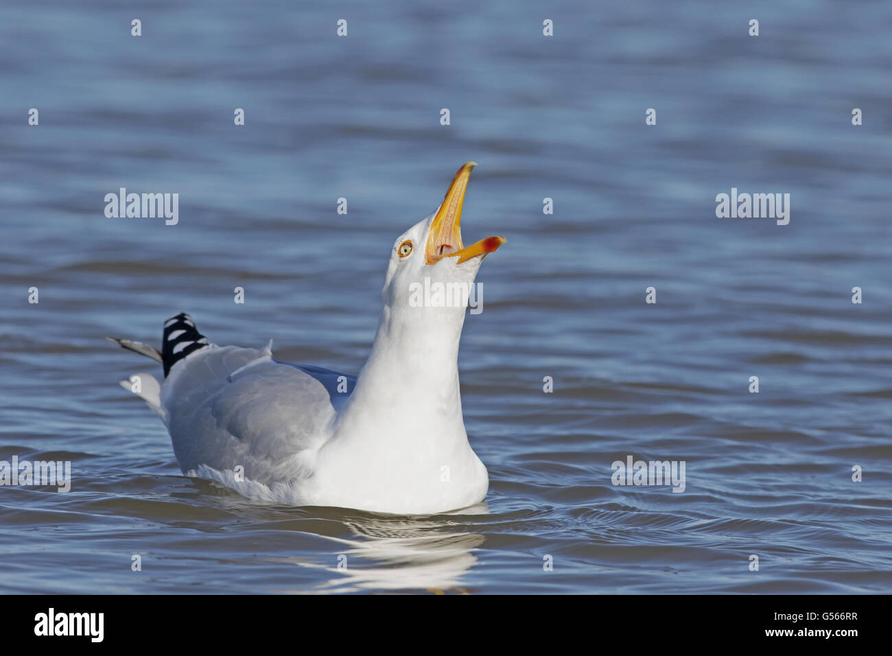 Atlantic herring swimming hi-res stock photography and images - Alamy