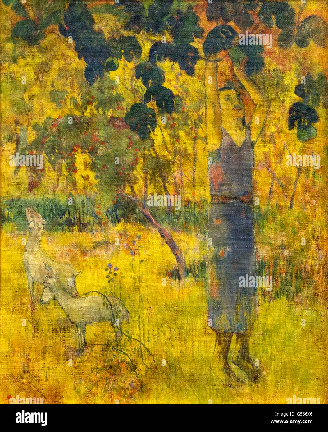 Man Picking Fruit from a Tree, by Paul Gauguin, 1897, State Hermitage ...
