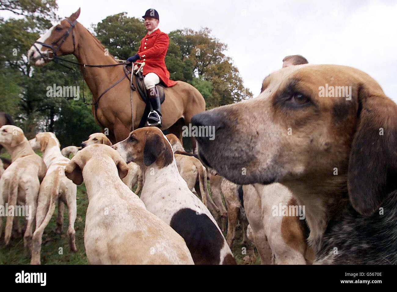 Hugo Busby, Master of the Portman Hunt in Dorset, gets the new fox ...