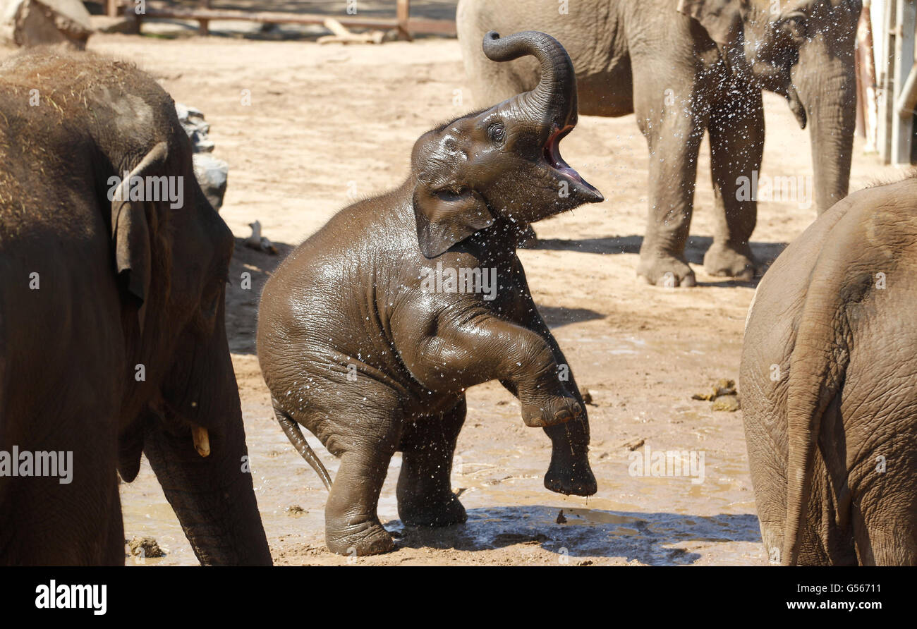 STANDALONE PHOTO: Nayan, an Asian elephant, stands on his hind legs as ...