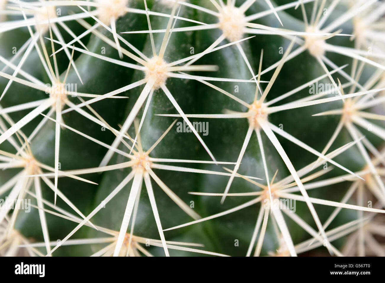 Thorn shape hi-res stock photography and images - Alamy