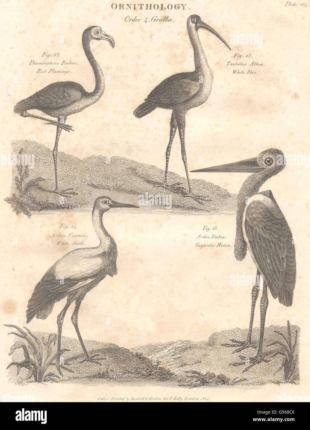 ORNITHOLOGY: Grallae: Red Flamingo; White Ibis; White Stork; Gigantic ...