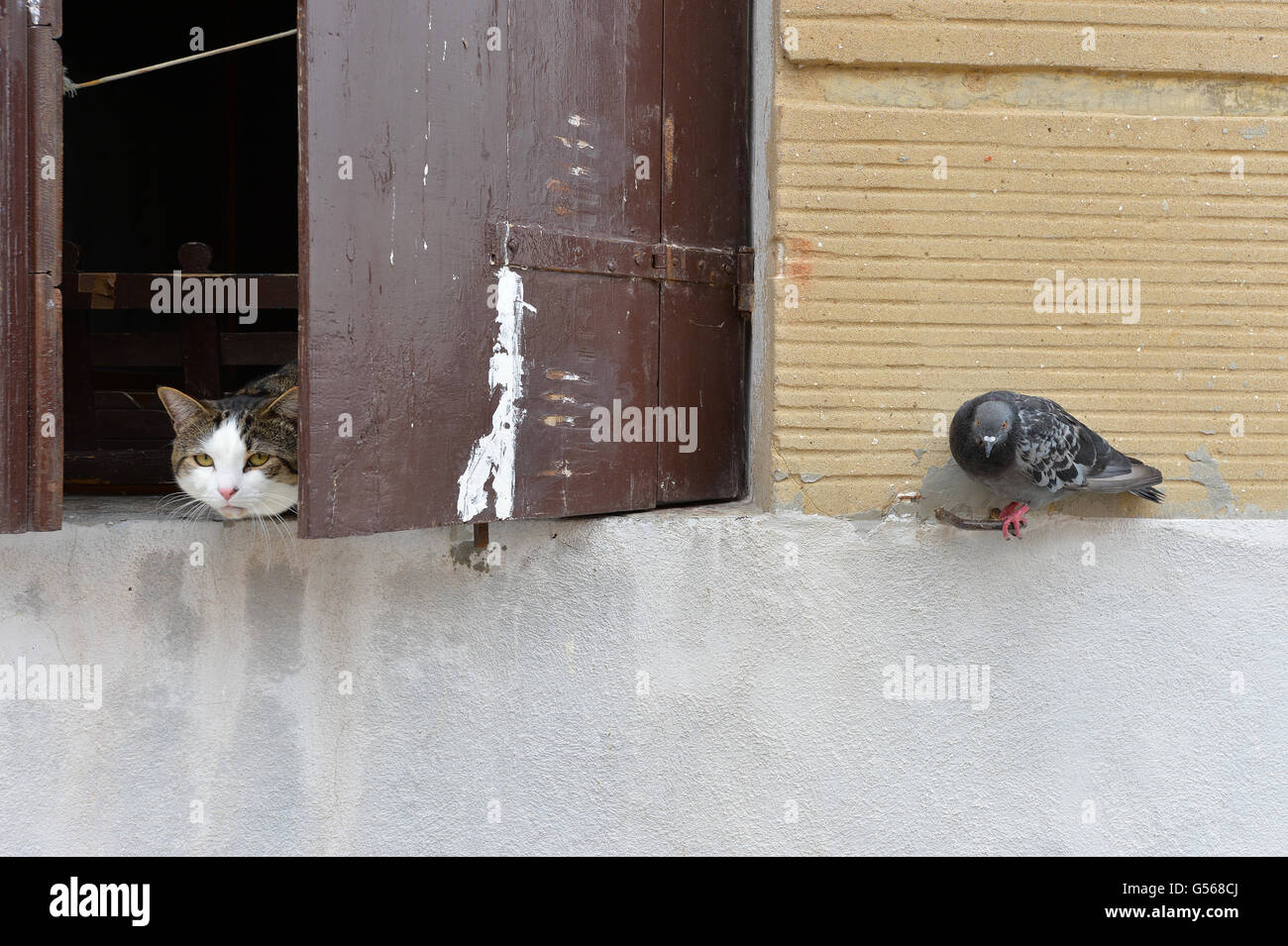 The Cat & The Pigeon Stock Photo - Alamy