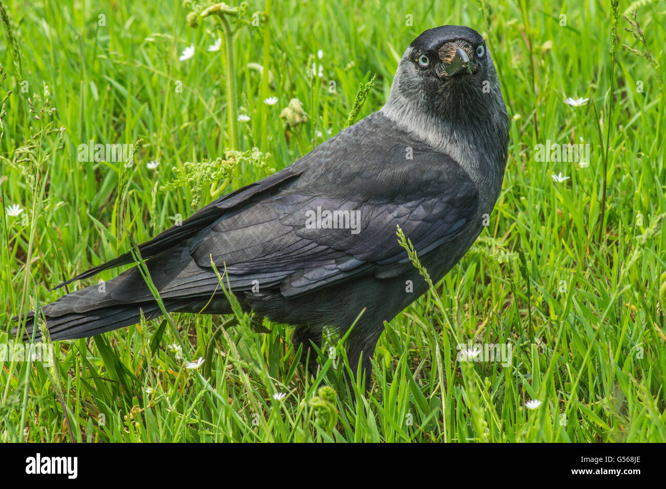 A scavenging Jackdaw staring at camera waiting for more picnic scraps ...