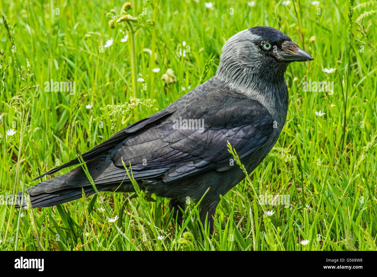 Jackdaw on grass hi-res stock photography and images - Alamy