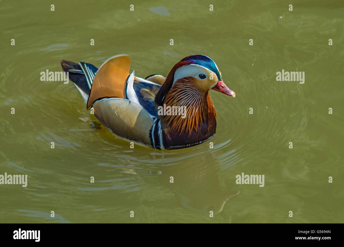 Mandarin duck swimming on lake hi-res stock photography and images - Alamy