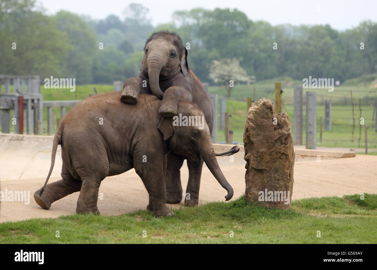 Elephants play in the sun at ZSL Whipsnade Zoo near Dunstable ...