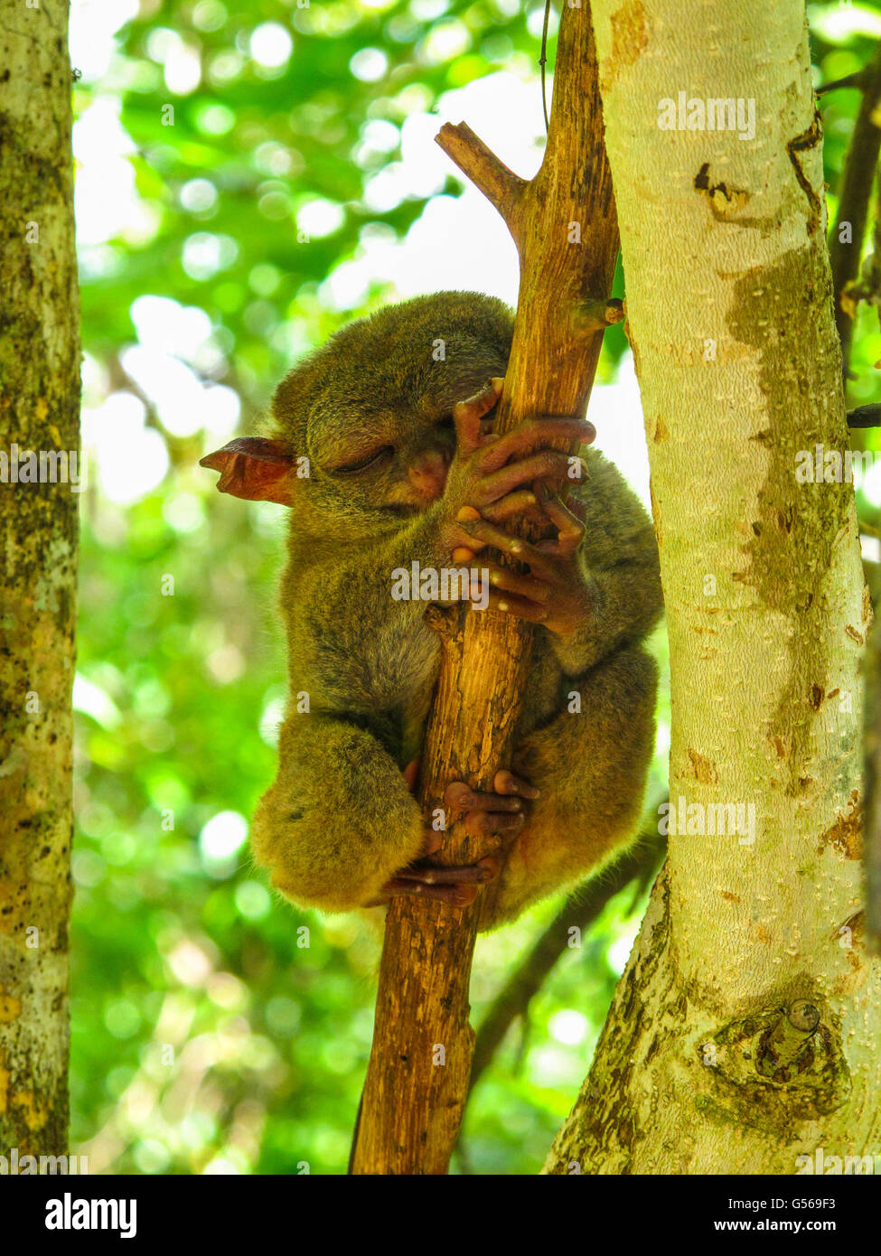 Tarsier in Bohol Island, Philippines Stock Photo - Alamy
