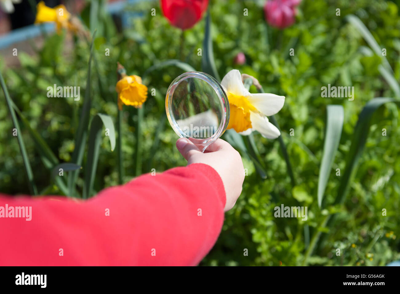 Girl looking flower magnifying glass hi-res stock photography and ...