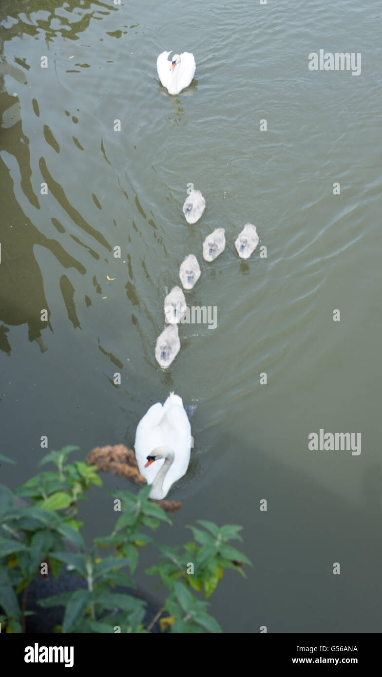 Family swans cygnets canal hi-res stock photography and images - Alamy