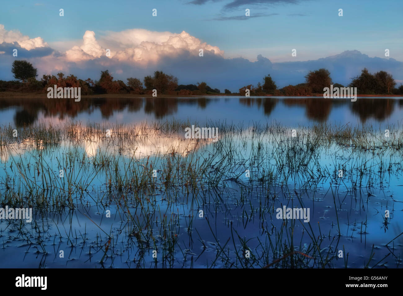 Andrews mare hi-res stock photography and images - Alamy