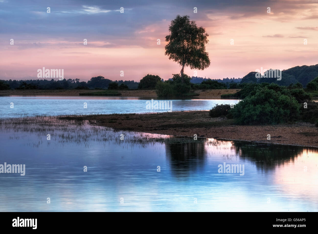 Andrews mare lyndhurst new forest hi-res stock photography and images ...