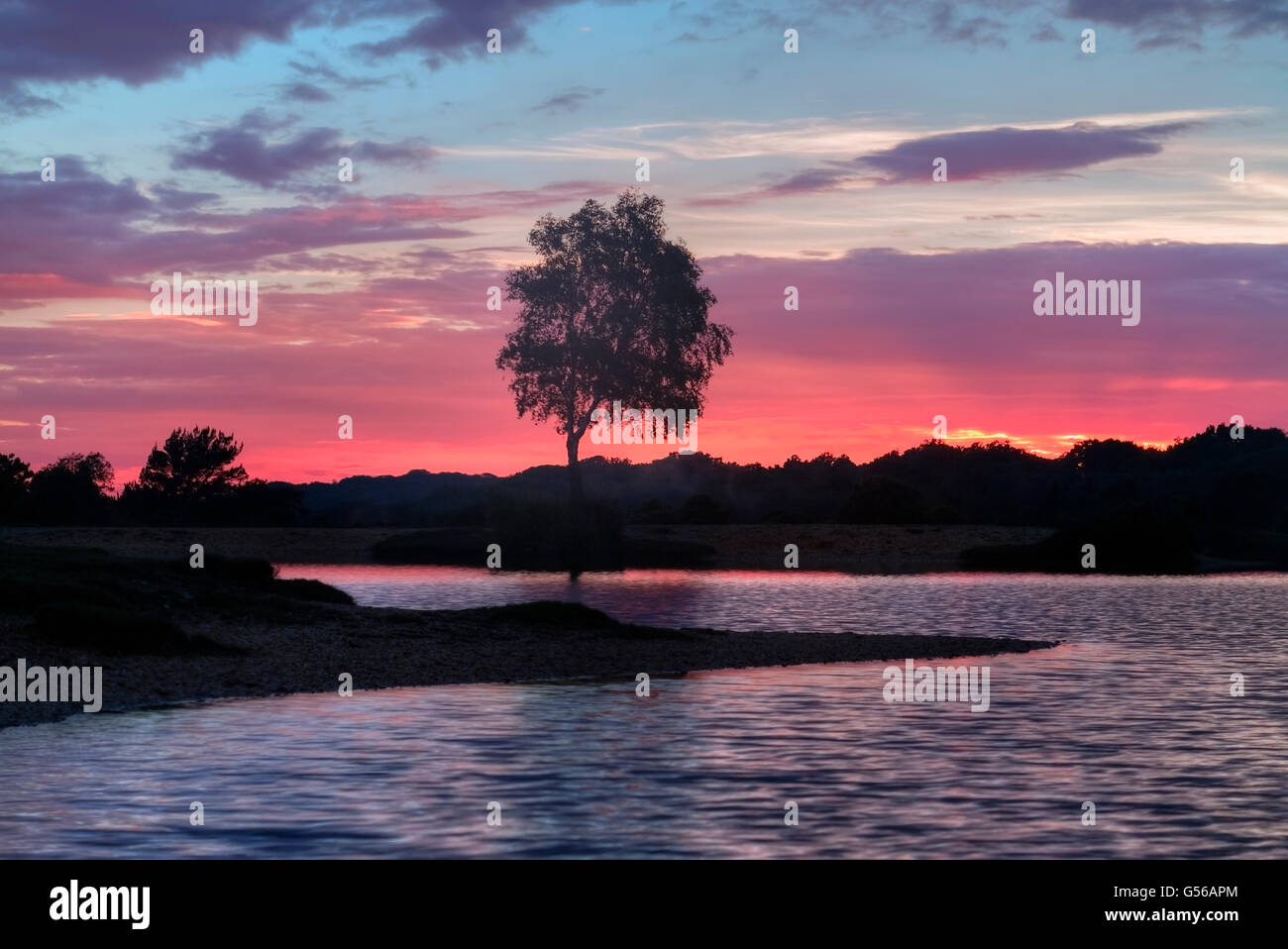 Andrews Mare, Lyndhurst, New Forest, Hampshire, England, UK Stock Photo ...