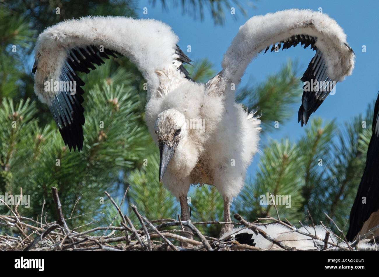 Fuzz testing hi-res stock photography and images - Alamy