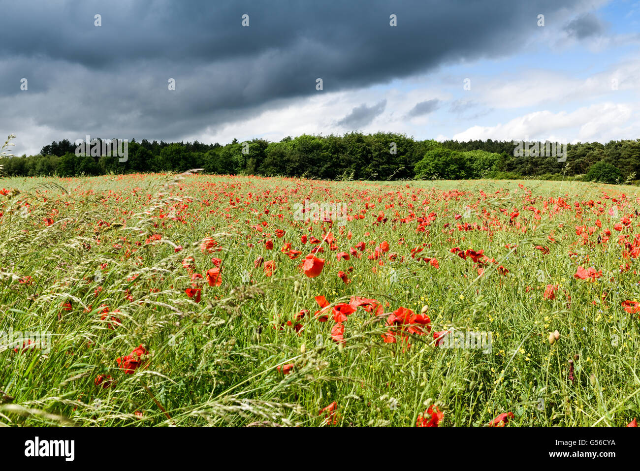 Hucknall, Nottinghamshire, UK. 20th June, 2016. UK Weather: After a day ...