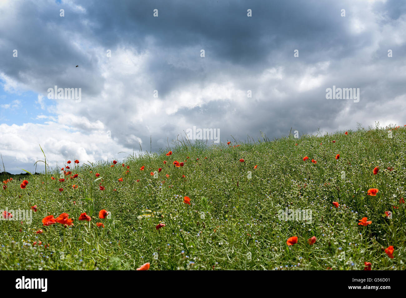 Hucknall, Nottinghamshire, UK. 20th June, 2016. UK Weather: After a day ...