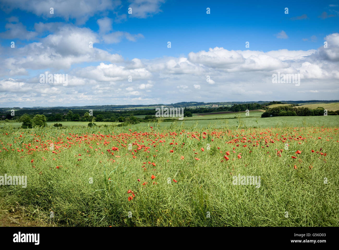 Hucknall, Nottinghamshire, UK. 20th June, 2016. UK Weather: After a day ...