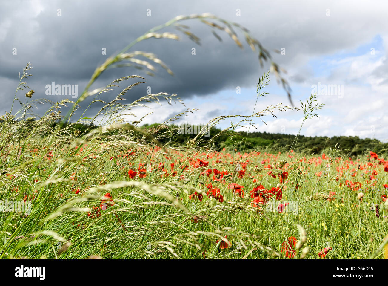 Misk hills hucknall nottinghamshire uk hi-res stock photography and ...