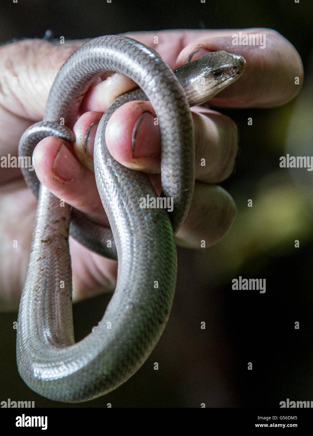 Schlangenbad hi-res stock photography and images - Alamy