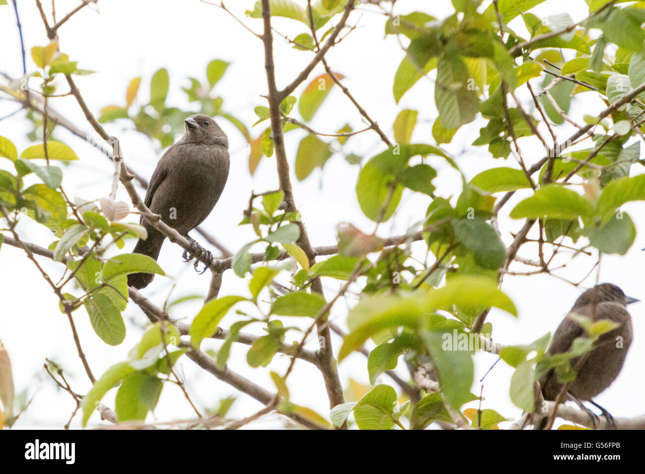 Asuncion, Paraguay. 20th June, 2016. Two female Shiny cowbird ...