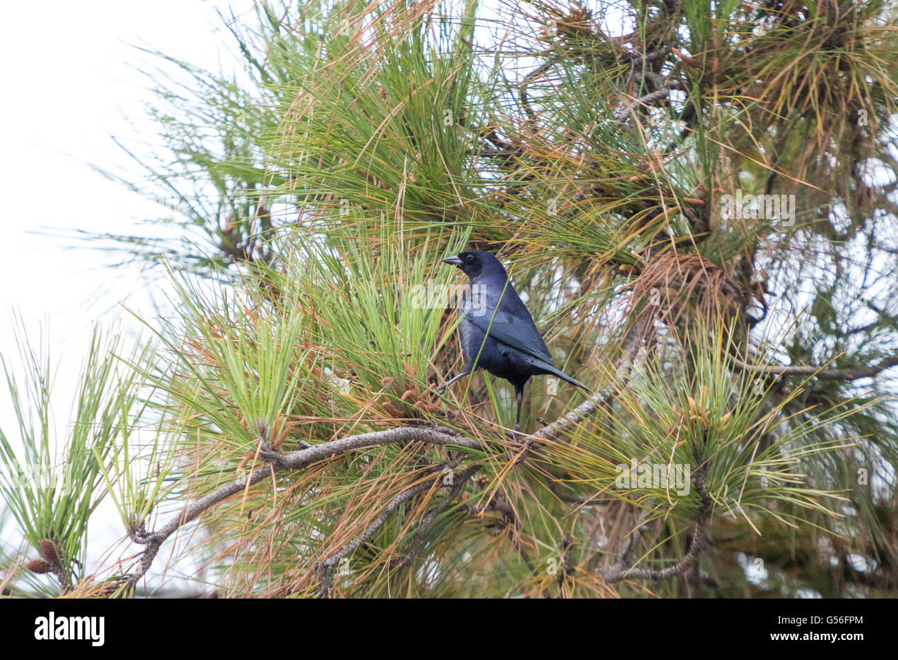 Asuncion, Paraguay. 20th June, 2016. A male Shiny cowbird (Molothrus ...