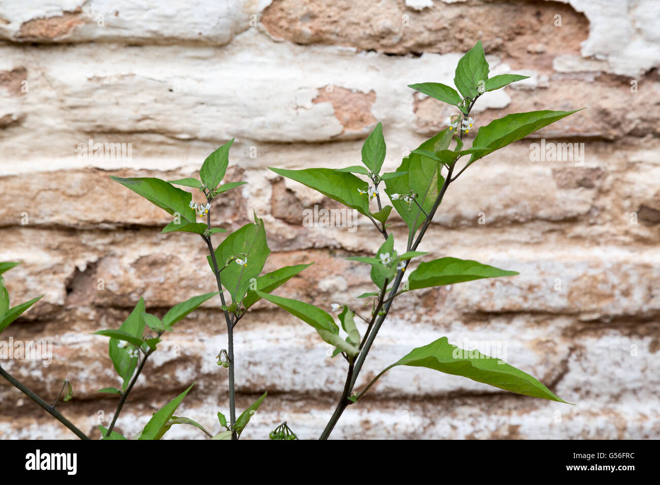 Black nightshade solanum nigrum hi-res stock photography and images - Alamy