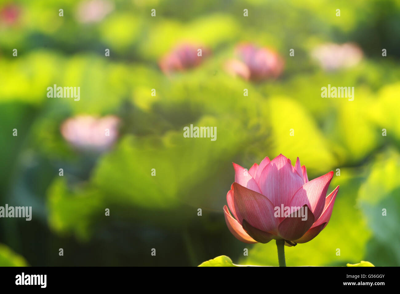 Hengyang, China's Hunan Province. 21st June, 2016. A lotus flower is ...