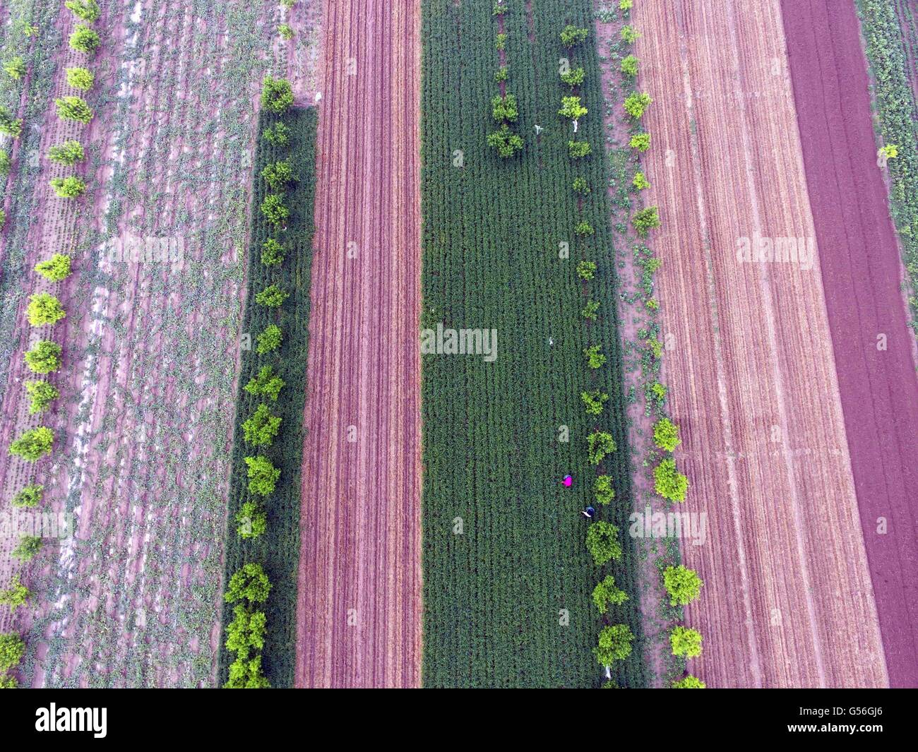 Liaocheng, Liaocheng, CHN. 21st June, 2016. Ariel photography of fields ...