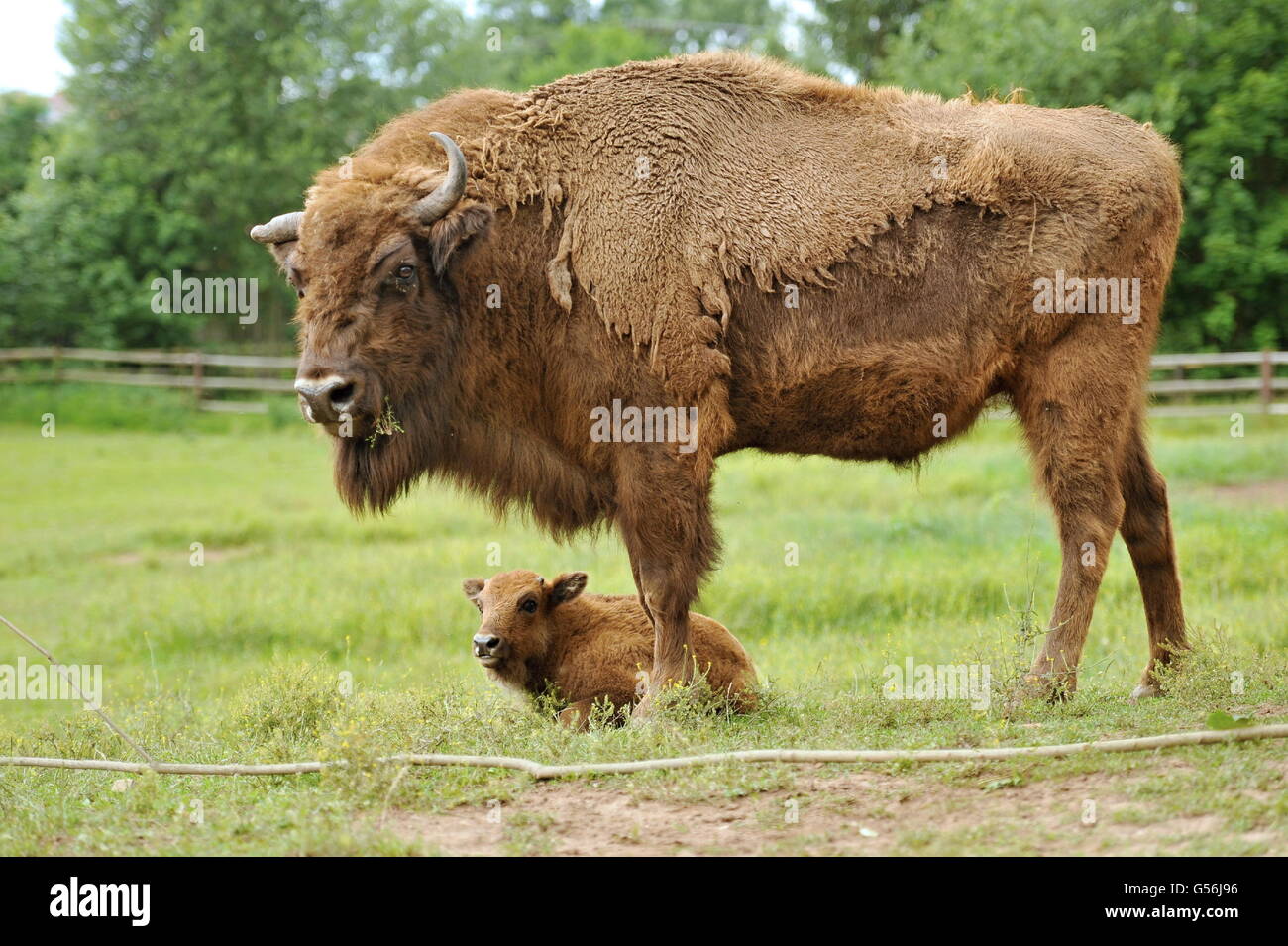 Pilsen, Czech Republic. 21st June, 2016. Young European bison (Bison ...
