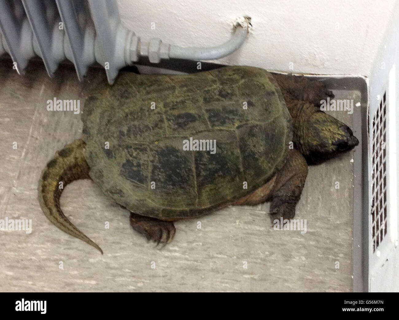 HANDOUT - The photo depicts a common snapping turtle at the police ...