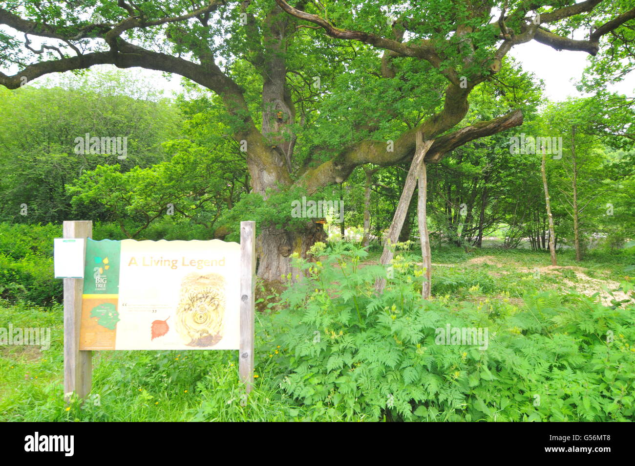 Birnam wood macbeth hi-res stock photography and images - Alamy