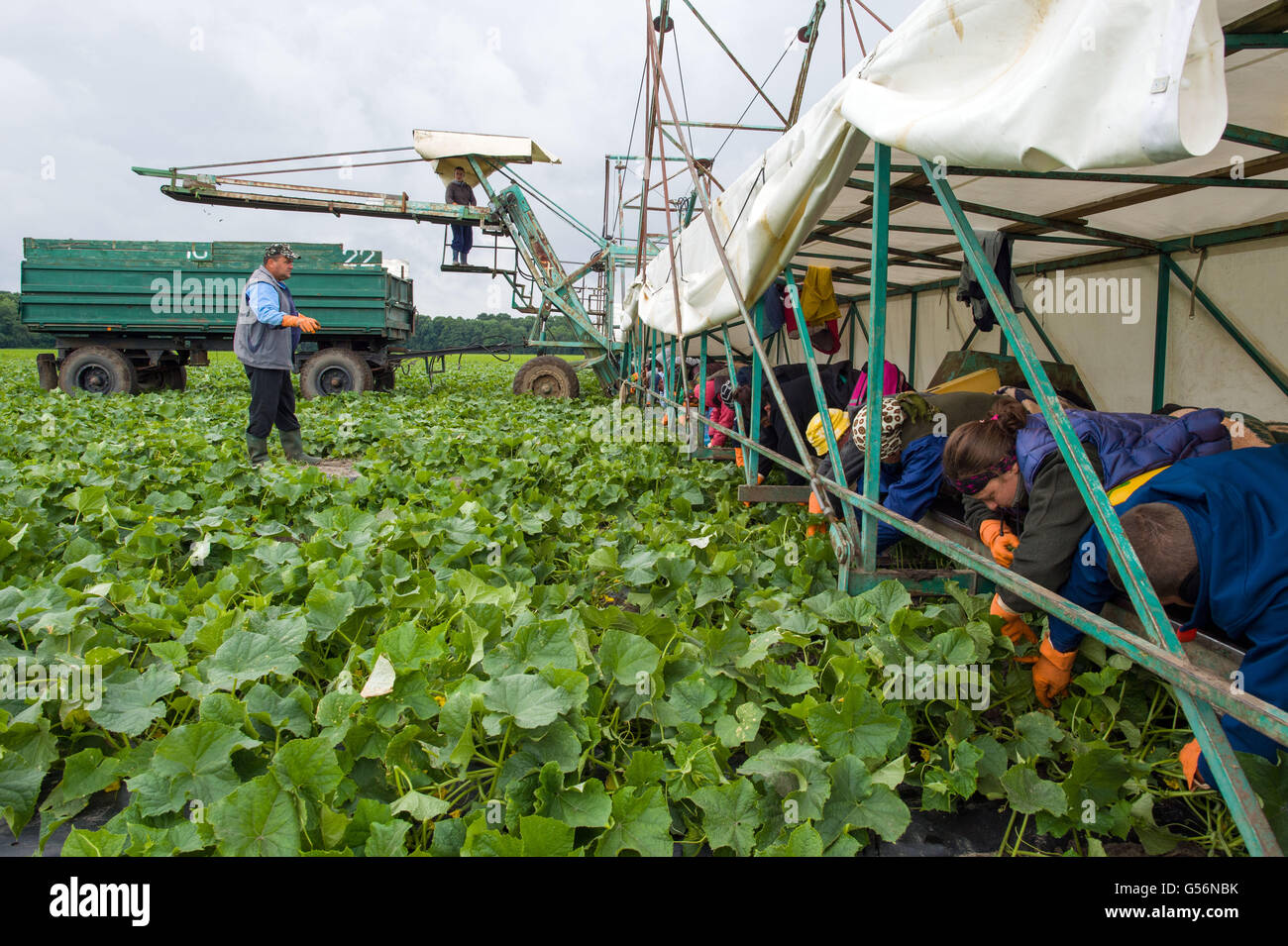 Golssen, Germany. 21st June, 2016. Romanian harvest helpers lying in a ...