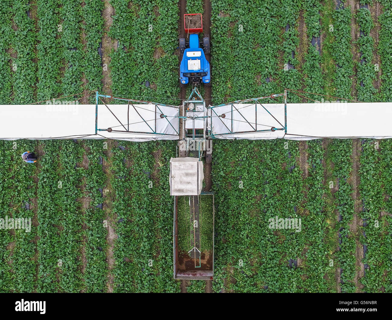 Golssen, Germany. 21st June, 2016. A so-called 'Gurkenflieger ...