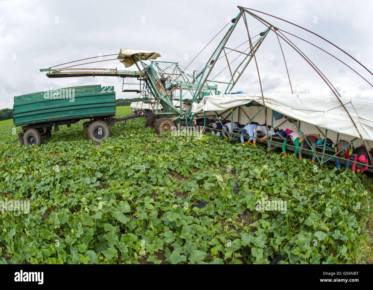 Golssen, Germany. 21st June, 2016. Romanian harvest helpers lying in a ...