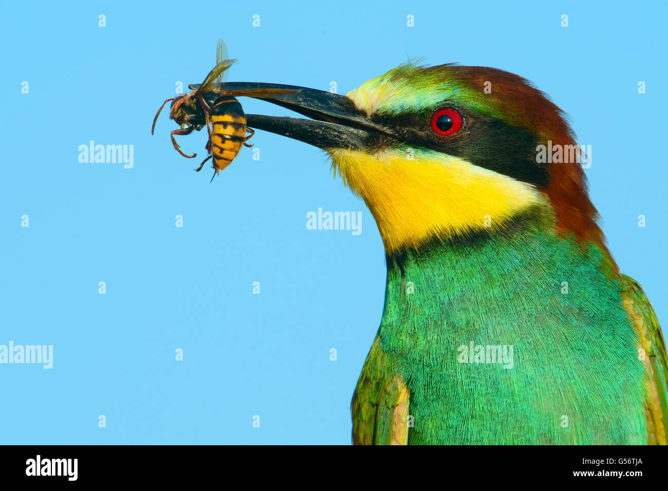 Merops apiaster with a bumble bee in its beak Stock Photo - Alamy